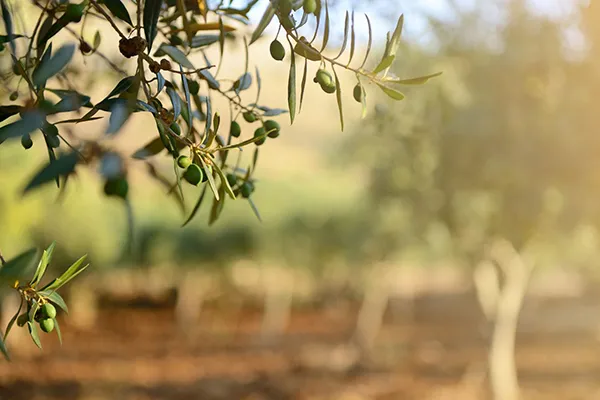 Home - www.scaleup-bioeconomy.eu