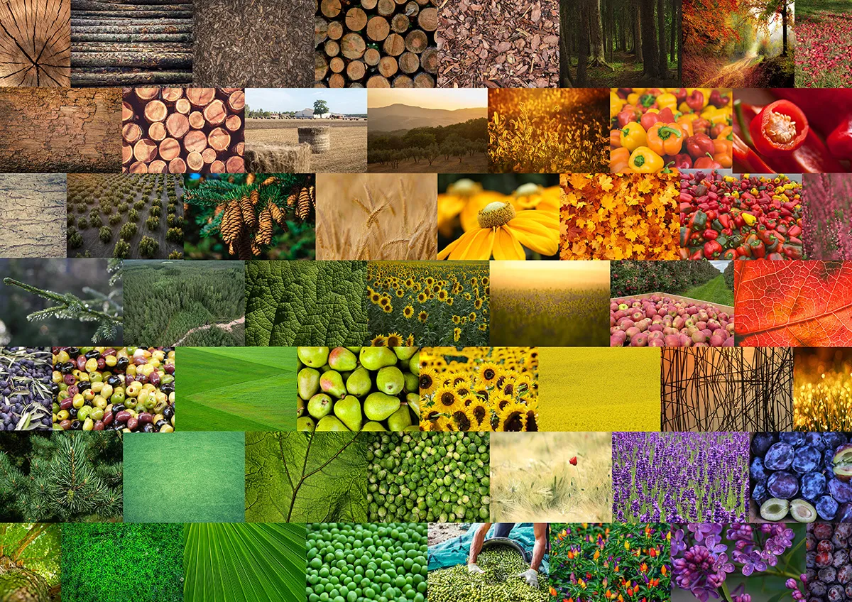 Home - www.scaleup-bioeconomy.eu